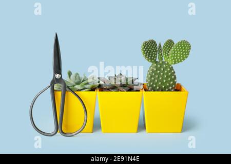 Succulents, cactus and scissors on color background Stock Photo - Alamy