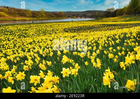 A spring display of Daffodils by the river Dee in Aberdeen, Scotland ...