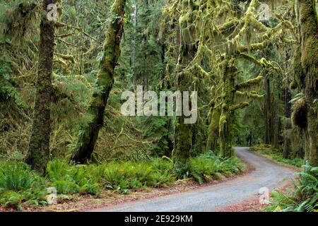 Lower Queets River Road flowing through temperate old-growth forest ...