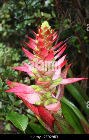 Flower of Bromeliad, Werauhia ororiensis, Bromeliaceae, Barva Volcano ...