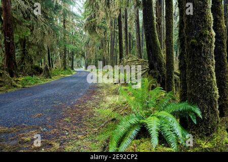 Lower Queets River Road flowing through temperate old-growth forest ...