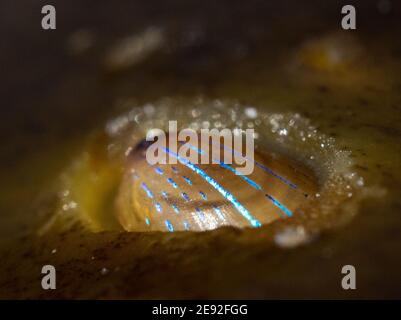 Blue-rayed Limpet - Patella pellucida Stock Photo - Alamy