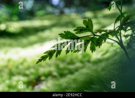Moss garden at Gioji temple, Kyoto, Japan, Spring Stock Photo - Alamy