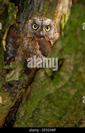 Common Scops-Owl (Otus scops) female, Akamas, Cyprus Stock Photo - Alamy