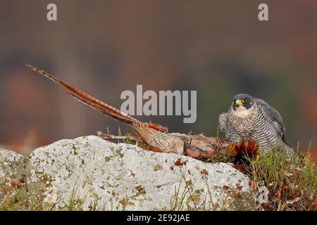 Widlife scene from nature with Peregrine Falcon, Falco peregrinus, with ...