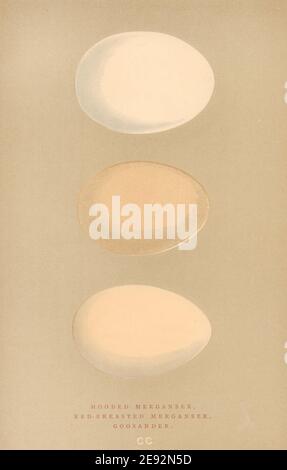 Red-Breasted Merganser and Goosander Stock Photo - Alamy