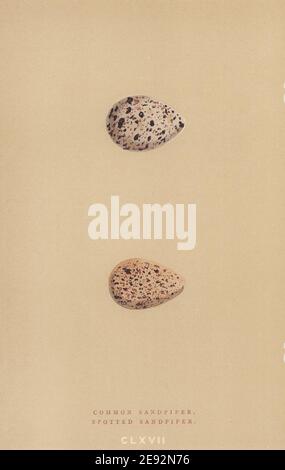 BRITISH BIRD EGGS. Common Sandpiper. Spotted Sandpiper. MORRIS 1866 old ...
