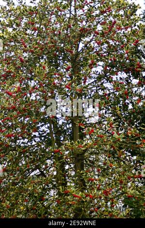English holly tree llex aquifolium in the fall, Vancouver, BC, Canada ...