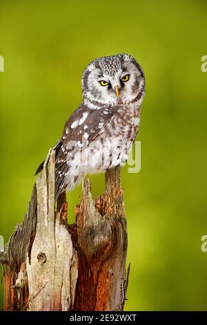 Cute boreal owl is sitting on the tree branch Stock Photo - Alamy