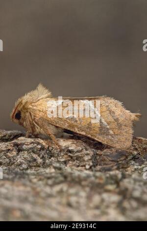 Orange Swift (Triodia sylvina Stock Photo - Alamy