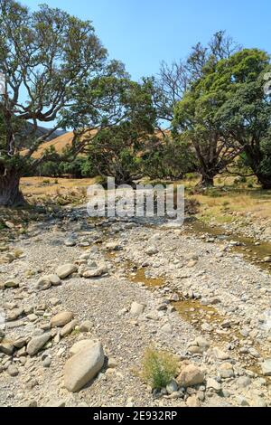 stony stream in new zealand near milford sound Stock Photo - Alamy
