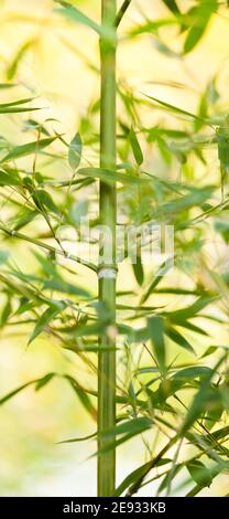 Mobile phone - lock screen - desktop wallpaper - screen saver ...