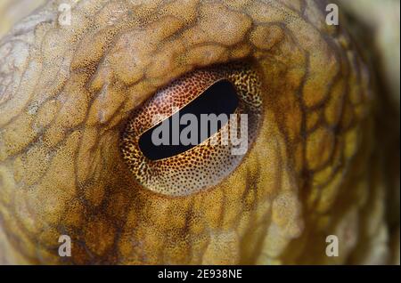 Octopus, Octopus eye Stock Photo - Alamy