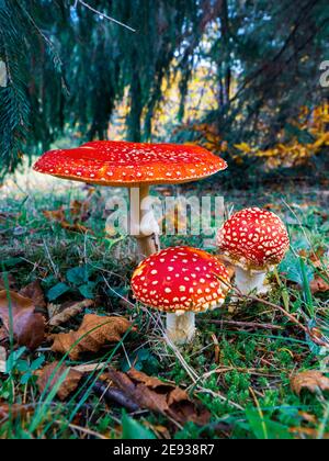 Autumn multicolored wild forest on a sunny warm fall day Stock Photo ...
