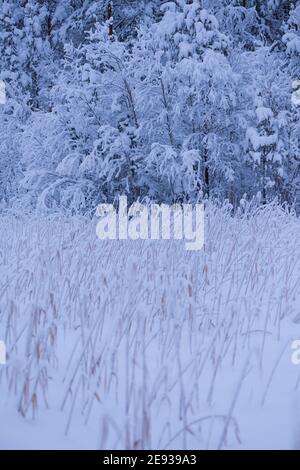 trees crystallized from the cold in Lapland during the winter Stock ...