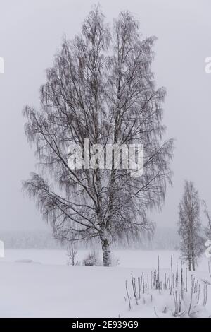 trees crystallized from the cold in Lapland during the winter Stock ...