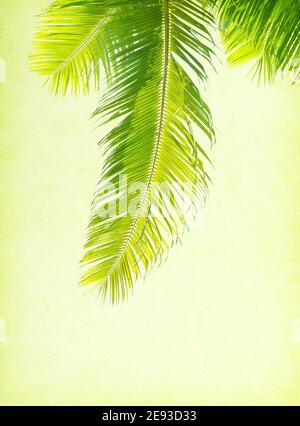 Vintage blank paper scroll with tropical palm leaves banner template ...