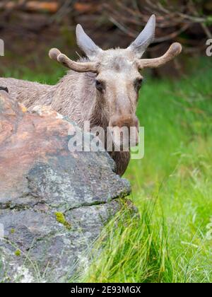 Elk also called Moose in North America (Alces alces). National Park ...