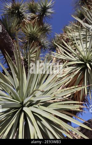 Low angle shot of spines and branches of Joshua trees in Arizona Stock ...