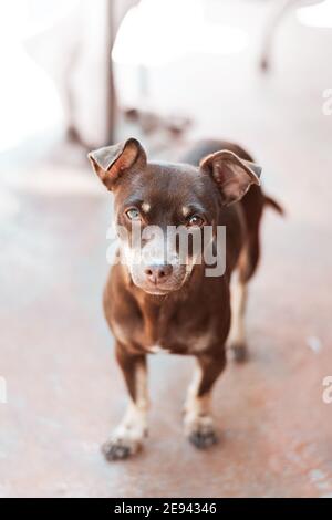 Photo of intelligent cute funny smiling girl wear orange sweatshirt ...