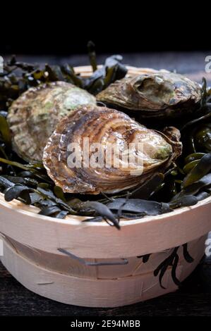 European flat oyster, Colchester native oyster, mud oyster, edible ...