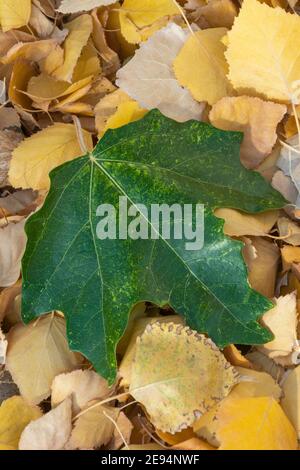 A fallen yellow maple leaf lies on snow covered ground Stock Photo - Alamy