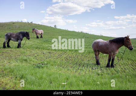 Blue roan Brabant Draft Horse filly Eva Stock Photo - Alamy