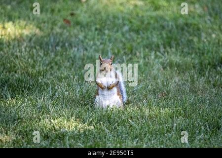 A closeup shot of a cute squirrel with a long tail in a field on a ...