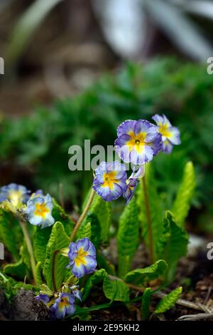 Primula Paris '90 Group,Barnhaven primula polyanthus,blue picotee edge ...