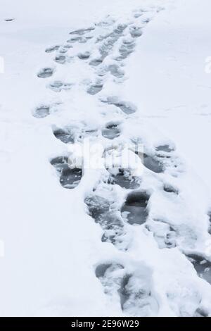 human footprints in the snow winter landscape nature path a lot of snow ...