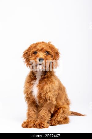 4 month old straight haired ruby red Cavoodle puppy Stock Photo - Alamy