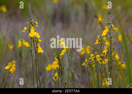 small colony of Genlisea aurea in flower in the Serra do Cipo ...