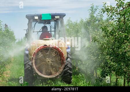 Farmer Driving Tractor Through Apple Orchard. Apple Tree Spraying with ...