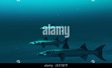 barracudas swimming in deep blue sea Stock Photo - Alamy