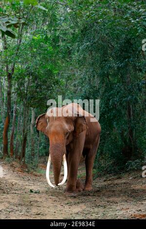 asian elephant in the wildlife under a tree Stock Photo - Alamy