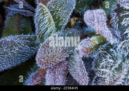 Frost-covered fuzzy leaves on morning along Floe Lake Trail in Kootenay ...
