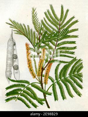 Catechu or black cutch, Acacia catechu. Chromolithograph after a ...