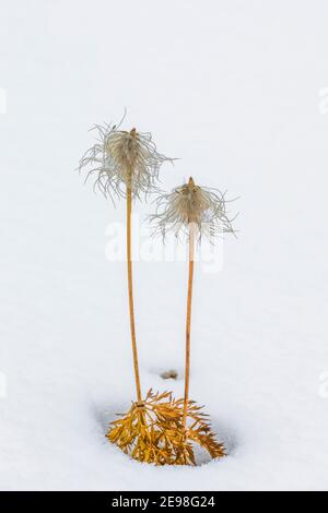 Anemone. (Rocky Mountain Wildflowers 5 Stock Photo - Alamy