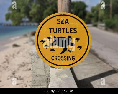 Barbados sea turtles crossing sign signage warning highway code ...