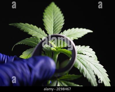 medical cannabis young plant resin under magnification. marijuana ...