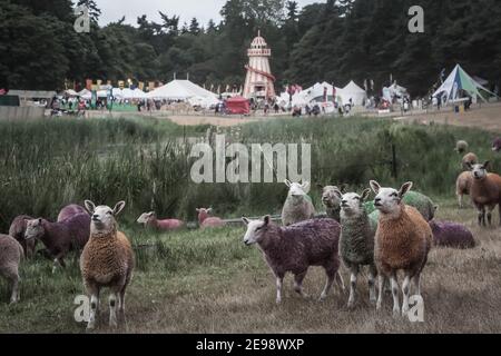 The multi-coloured sheep at Latitude 2013 Stock Photo - Alamy