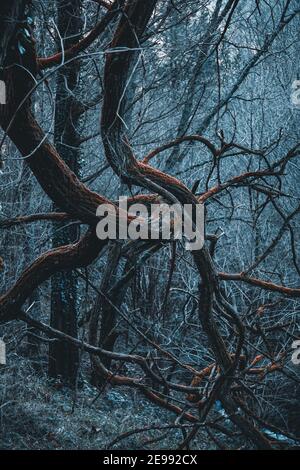 dry tree trunks in forest spring. empty ground no vegetation Stock ...