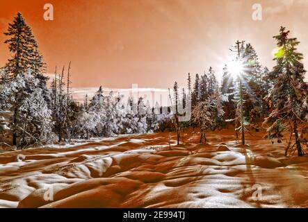The low winter sun behind the spruce trees Stock Photo - Alamy