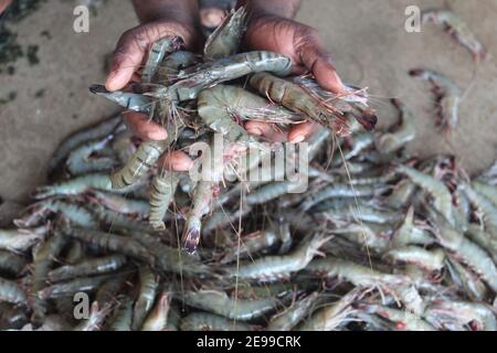 Indian white shrimp in hand shrimp and prawn culture in india Stock ...