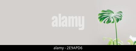 A large green real leaf of room monstera creeper. Tropical palm Stock ...