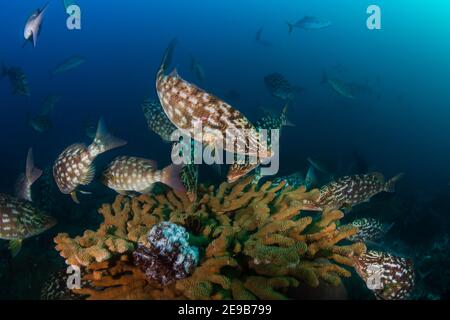 A school of long-nose Emperor fish in hunting textures swarm on a hard ...