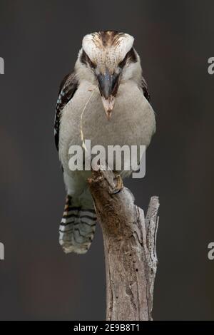 Laughing Kookaburra with mouth open Stock Photo - Alamy