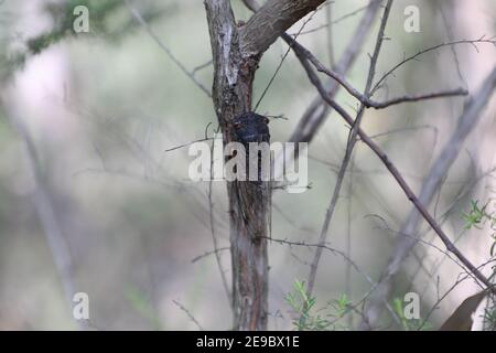 Black prince cicada, part of the species Psaltoda plaga in Field of ...