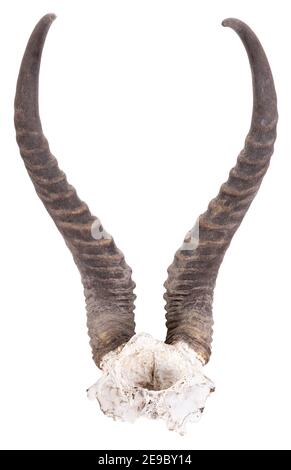 Springbok antlers isolated on a white background Stock Photo - Alamy