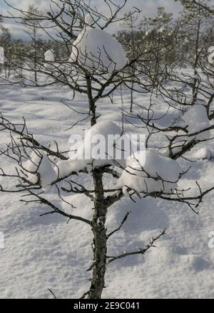 Snowy bog forest after a blizzard, amazing winter wonderland, cold ...